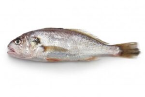 Peixe Corvina-1kg – Ranxo